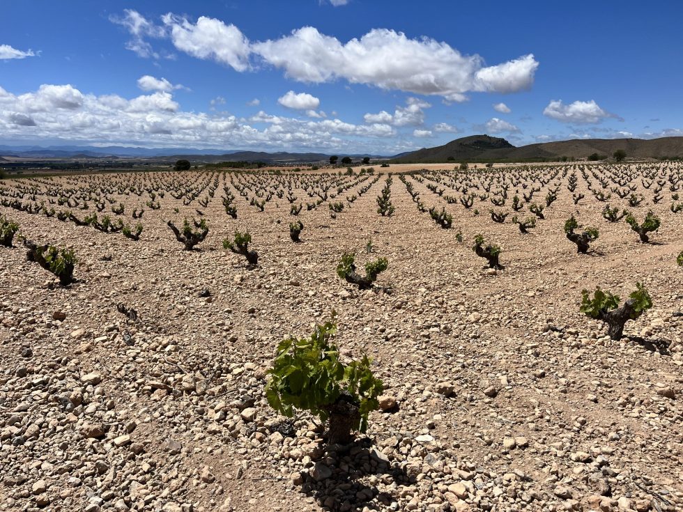 ¿Qué hace única a la variedad Monastrell? - Monastrell España